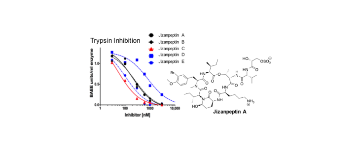 Jizanpeptins, Cyanobacterial Protease Inhibitors from a Symploca sp ...